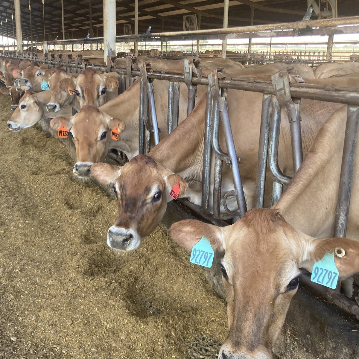 Calming Cows and Maximizing Production – FERA Diagnostics & Biologicals