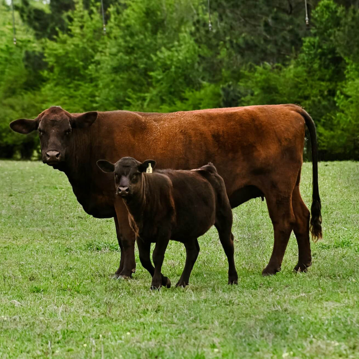 Lifestock Podcast Ep 52 - FerAppease Bovine Appeasing Substance – FERA ...