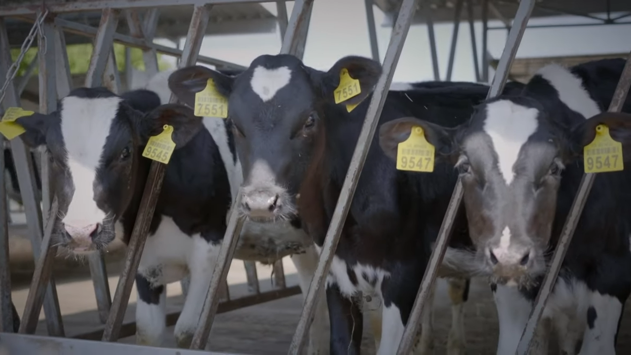 FerAppease MBAS – FERA Diagnostics & Biologicals