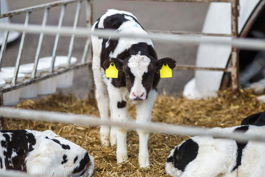 FerAppease for Dairy Cattle | FERA Diagnostics & Biologicals