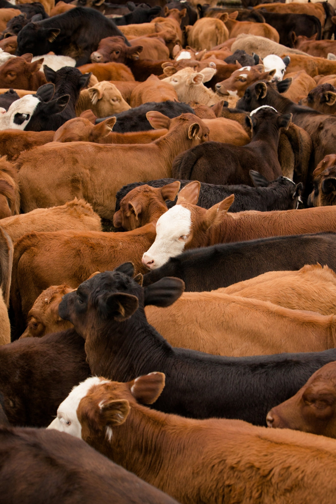 FERA Diagnostics and Biologicals | Animal Welfare Now & Always